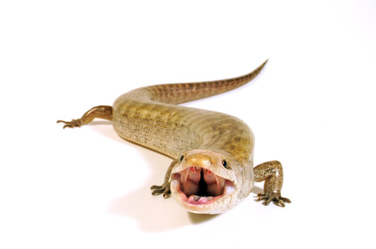 「Galliwasp」の画像 - 180 件の Stock 写真、ベクターおよびビデオ | Adobe Stock