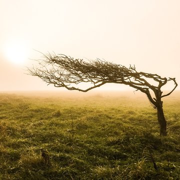 "Windswept Tree" Images – Browse 2,375 Stock Photos, Vectors, and Video ...