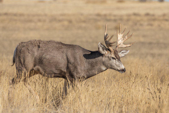 Ungulate Images – Browse 187,212 Stock Photos, Vectors, and Video ...