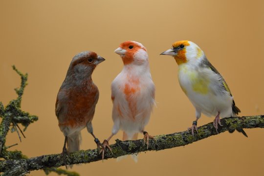 「Canario」の画像 - 4,602 件の Stock 写真、ベクターおよびビデオ | Adobe Stock