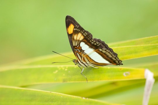 Bitterfly-Bilder: Stock-Fotos & -Videos. | Adobe Stock