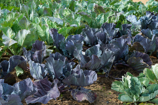 Kopfkohl 이미지 – 찾아보기 198 스톡 사진, 벡터 및 비디오 | Adobe Stock