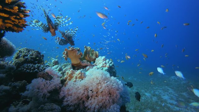 รูปภาพGlass-Fish – เลือกดูภาพถ่ายสต็อก เวกเตอร์ และวิดีโอ593 | Adobe Stock