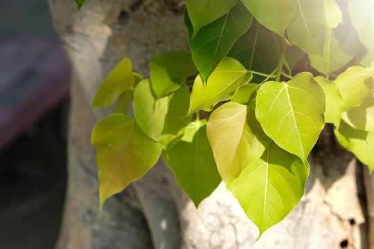 Bothi 이미지 – 찾아보기 268 스톡 사진, 벡터 및 비디오 | Adobe Stock