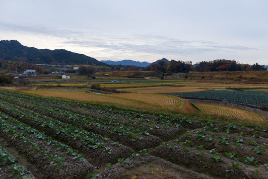 Kumatori Images – Browse 36 Stock Photos, Vectors, and Video | Adobe Stock