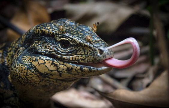 รูปภาพTeju – เลือกดูภาพถ่ายสต็อก เวกเตอร์ และวิดีโอ322 | Adobe Stock