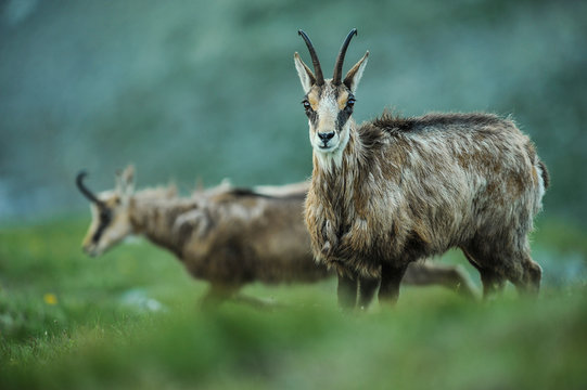2,781 BEST Caprinae IMAGES, STOCK PHOTOS & VECTORS | Adobe Stock
