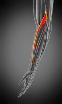 รูปภาพBrachioradialis – เลือกดูภาพถ่ายสต็อก เวกเตอร์ และวิดีโอ1,234 ...