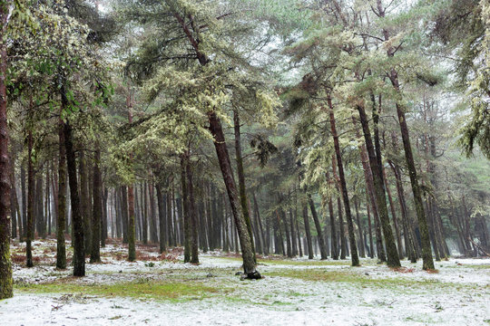 Poiso Bilder – Durchsuchen 57 Archivfotos, Vektorgrafiken und Videos ...