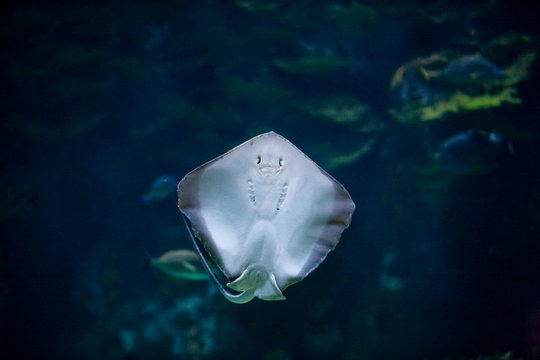 "Common Stingray" Bilder – Durchsuchen 212 Archivfotos, Vektorgrafiken ...