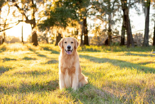 Free Dog Images – Browse 14,393 Free Stock Photos, Vectors, and Video ...