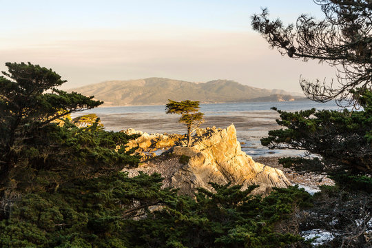 "Lone Cypress" Bilder – Durchsuchen 86 Archivfotos, Vektorgrafiken und ...