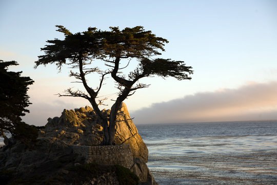"Lone Cypress" Bilder – Durchsuchen 86 Archivfotos, Vektorgrafiken und ...