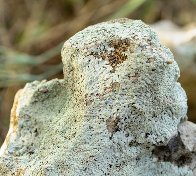 Thallophyte Images – Parcourir 38 le catalogue de photos, vecteurs et ...