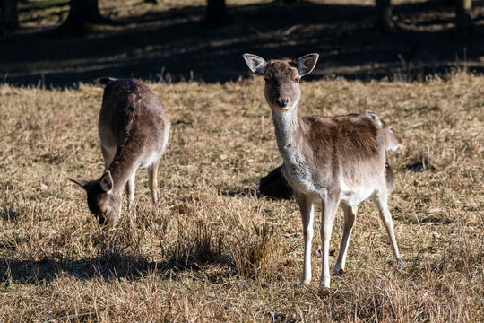 รูปภาพAesen – เลือกดูภาพถ่ายสต็อก เวกเตอร์ และวิดีโอ98 | Adobe Stock