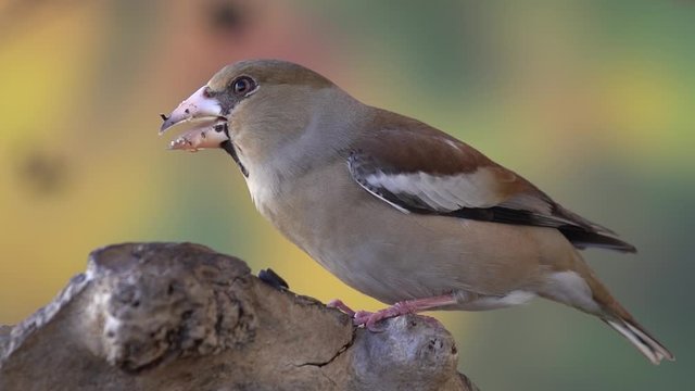 ฟุตเทจวิดีโอHawfinch – เลือกดูสต็อกวิดีโอและฟุตเทจ699 HD | Adobe Stock