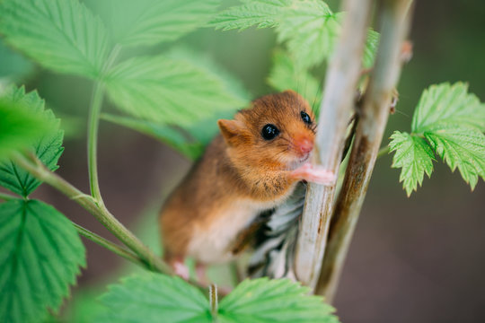 Bilche Bilder – Durchsuchen 2,674 Archivfotos, Vektorgrafiken und ...