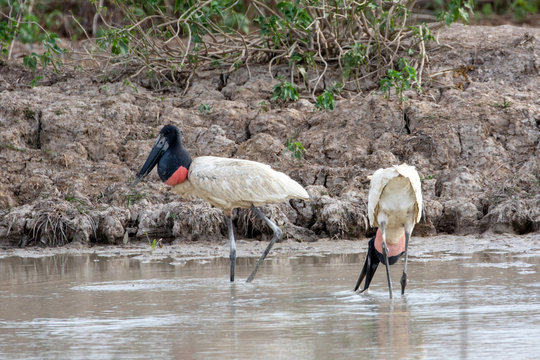 Prall 이미지 – 찾아보기 852 스톡 사진, 벡터 및 비디오 | Adobe Stock