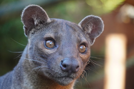 รูปภาพ"Fossa – เลือกดูภาพถ่ายสต็อก เวกเตอร์ และวิดีโอ35,322 | Adobe Stock