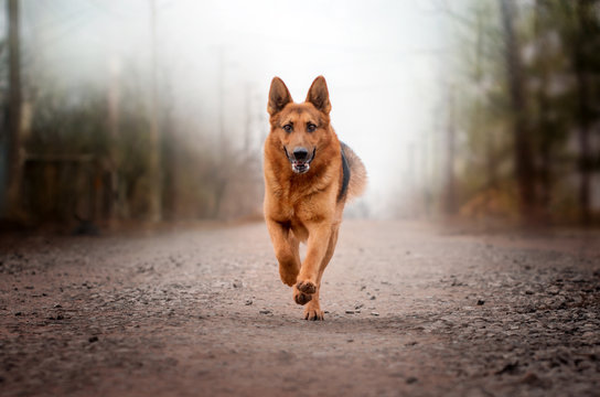 Free Dog Images – Browse 14,393 Free Stock Photos, Vectors, and Video ...