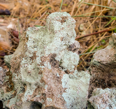 Thallophyte Images – Parcourir 38 le catalogue de photos, vecteurs et ...