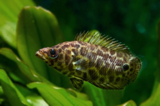 Spotted African Leaf Fish