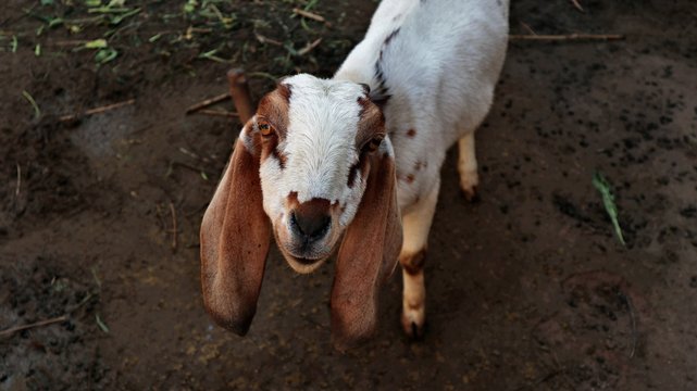 「Gote」の写真素材 | 149件の無料イラスト画像 | Adobe Stock