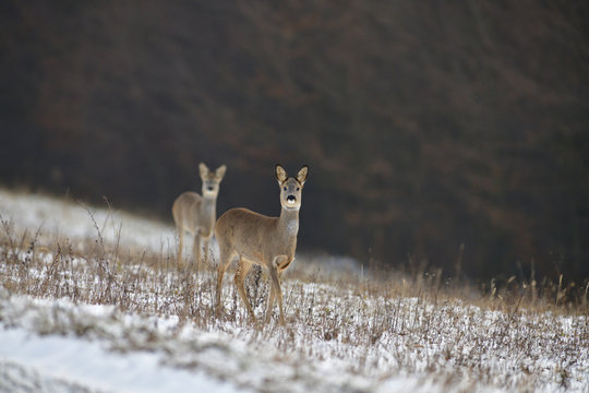 Arschgeweih Bilder – Durchsuchen 1,968 Archivfotos, Vektorgrafiken und ...