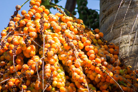 LAS 652 MEJORES IMÁGENES, FOTOS DE ARCHIVO Y VECTORES DE Corozo | Adobe ...