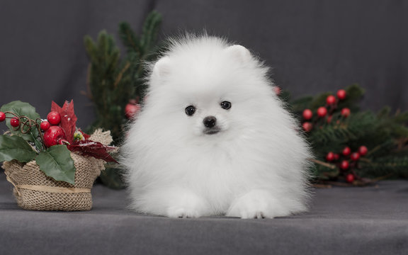 "On A Gray Background" Images – Browse 526 Stock Photos, Vectors, and ...