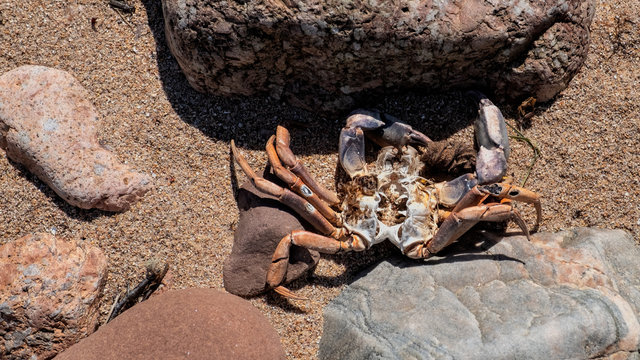"Dead Crab" Images – Browse 140 Stock Photos, Vectors, and Video ...