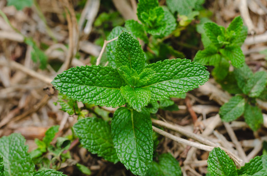 DIE 78 BESTEN BILDER, STOCK-FOTOS UND -VEKTORGRAFIKEN ZU „Mentheae ...