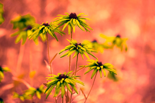 Susan Bilder – Durchsuchen 7,403 Archivfotos, Vektorgrafiken und Videos ...