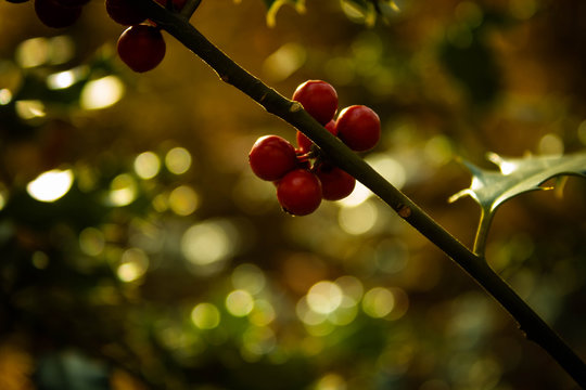 「Wildbeeren」の画像 - 599 件の Stock 写真、ベクターおよびビデオ | Adobe Stock