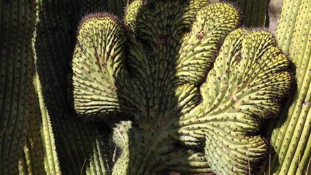 Cristate Images – Browse 237 Stock Photos, Vectors, and Video | Adobe Stock