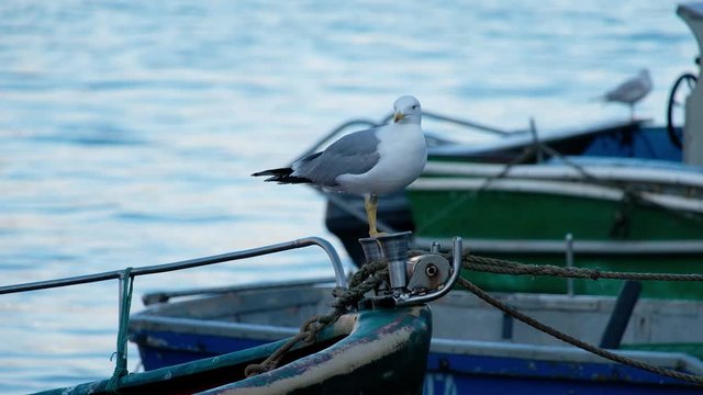 "Mediterranean Gull" Images – Browse 1,188 Stock Photos, Vectors, and ...