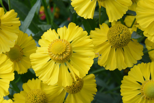 Planze Bilder – Durchsuchen 1,576 Archivfotos, Vektorgrafiken und ...