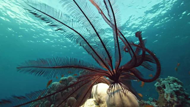 "Feather Star" Images – Browse 1,409 Stock Photos, Vectors, and Video ...