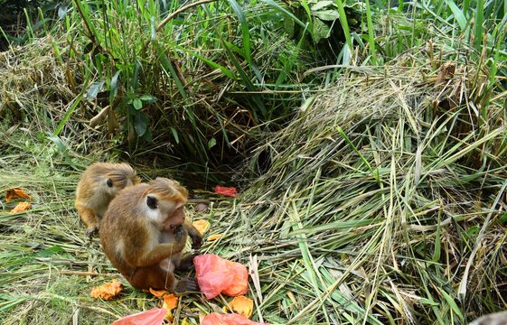 รูปภาพRilawa – เลือกดูภาพถ่ายสต็อก เวกเตอร์ และวิดีโอ117 | Adobe Stock