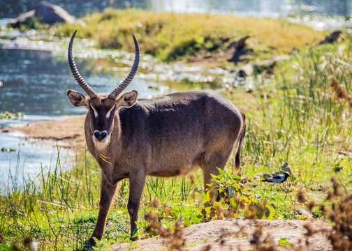 Waterbok Images – Browse 10,649 Stock Photos, Vectors, and Video ...