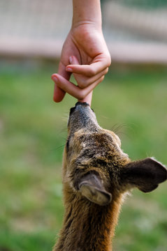 Imágenes de Succionar: descubre bancos de fotos, ilustraciones ...