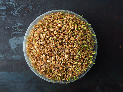 "Sprouted Grain" Images – Browse 547 Stock Photos, Vectors, and Video ...