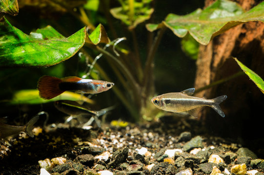 「Neonka」の写真素材 | 21件の無料イラスト画像 | Adobe Stock