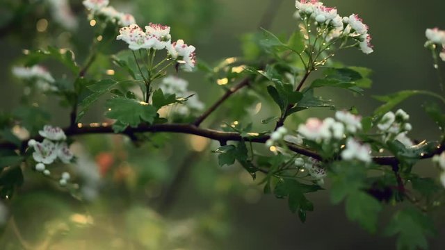 Haw Images – Browse 545 Stock Photos, Vectors, and Video | Adobe Stock