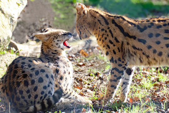 Feulement - Images et vidéos libres de droits | Adobe Stock
