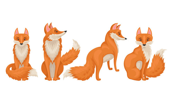 Female Fox Cartoon