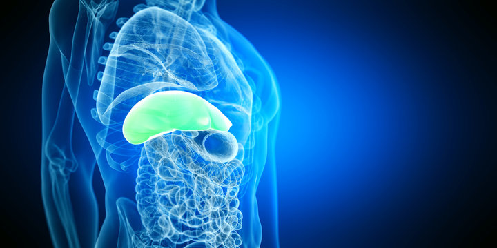 Hilus Bilder – Durchsuchen 684 Archivfotos, Vektorgrafiken und Videos ...