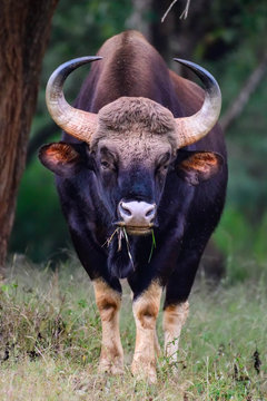"Indian Gaur" Images – Browse 2,642 Stock Photos, Vectors, and Video ...