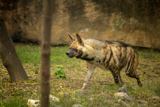 「Hyna」の写真素材 | 16件の無料イラスト画像 | Adobe Stock