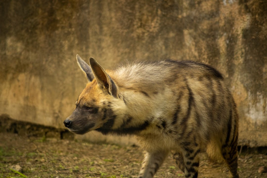 รูปภาพHyna – เลือกดูภาพถ่ายสต็อก เวกเตอร์ และวิดีโอ16 | Adobe Stock